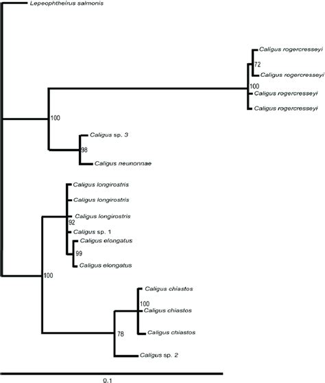 Bayesian Inference Analysis Using Partial 28S D1 D2 RDNA For Caligids
