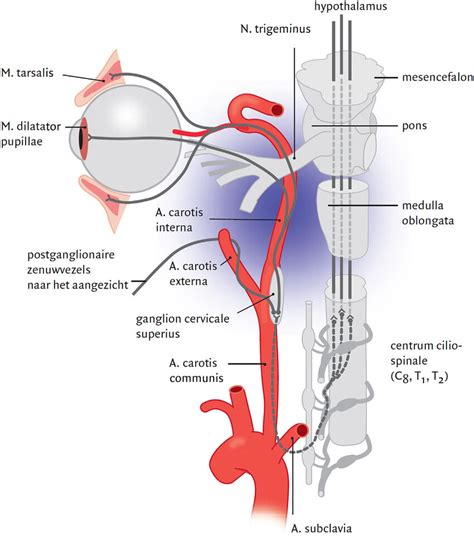 Schematic Anatomy Of Carotid Artery In Neck Superior Cervical Ganglion