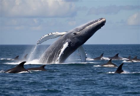 How Many Big Blue Whales Are Left In The World Understanding Their