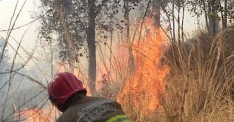 Incendios Forestales Dañaron Más De 379 Mil Hectáreas
