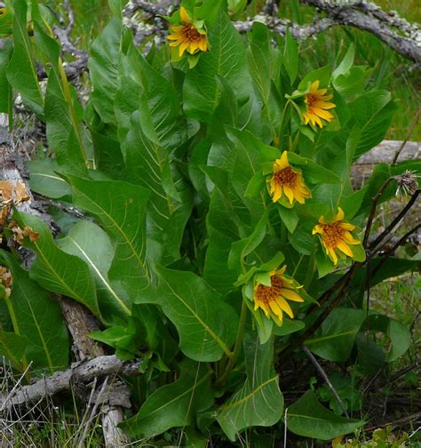 Smooth Mule Ears