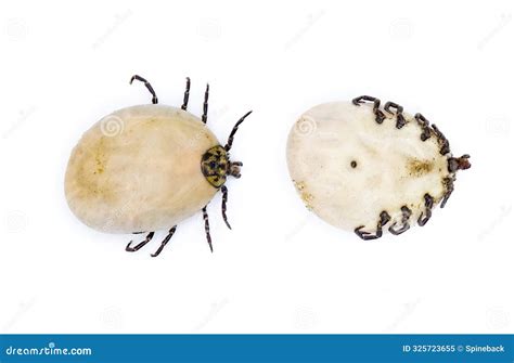 Gopher Tortoise Tick Adult Amblyomma Tuberculatum Top And Bottom View With Detail Showing