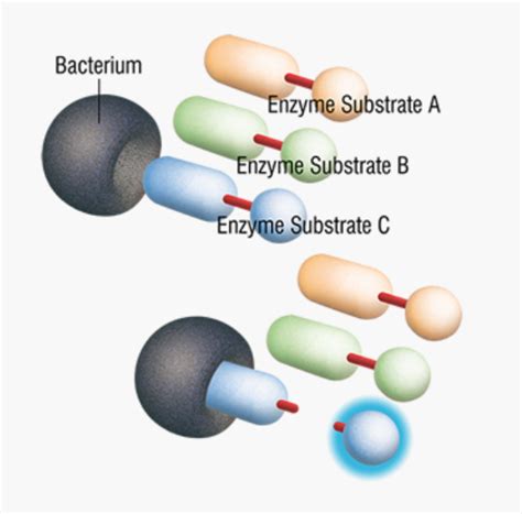 Prueba Simplate Para Hpc Representaciones Techlab Sac