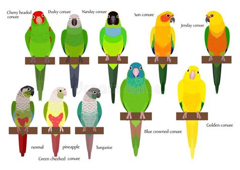 Sun Conures Stock Illustrations 3 Sun Conures Stock Illustrations