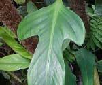Филодендрон - Philodendron: фото, условия выращивания, уход и ...