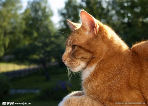猫摄影图 家禽家畜 生物世界 摄影图库 昵图网