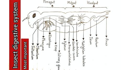 Grasshopper Digestive System Diagram