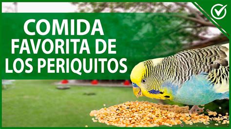 La Deliciosa Comida Favorita De Los Periquitos Australianos Guía