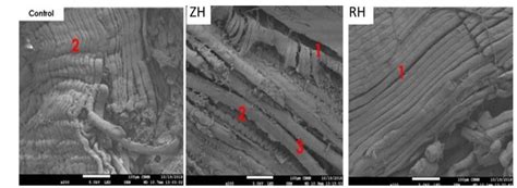 Scanning Electron Longitudinal Section Micrographs Of Lamb Samples In