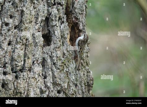 Eurasian Treecreeper Certhia Familiaris Returning To Nest Which Is Concealed Behind Tree Bark