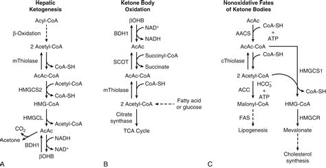 Ketone Body Metabolism In The Neonate Clinical Tree