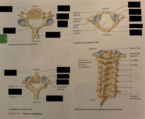 Cervical Vertebrae Anatomy Notes