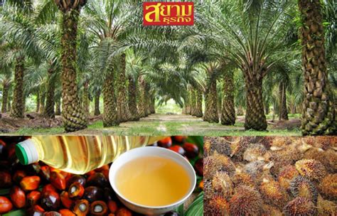 “กลุ่มพูลผล” ผนึก “กลุ่มบริษัท เอส เอ็ม เอส” จัดงาน “วันสมาชิกชาวไร่ปีที่ 30” จัดเต็มโครงการ