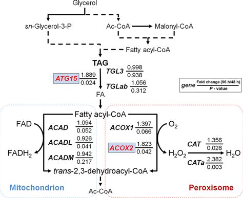 The Simplified Metabolic Network Including The Biosynthesis And Download Scientific Diagram