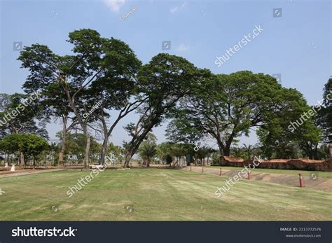 Bending Tropical Trees Windy One Side Stock Photo 2113772576 Shutterstock
