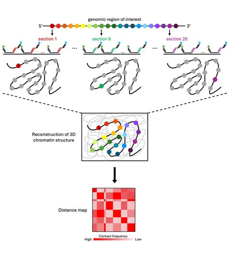 Optical Reconstruction Of Chromatin Architecture Using The Celesta