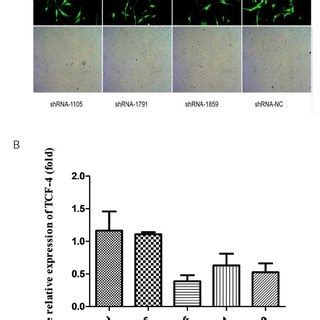 A Shows The Transfection Efficiency Of Each Shrna Sequence After