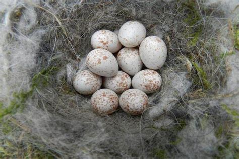 Identifying Bird Eggs