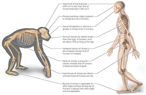 Figure 22 17 Some Major Differences In Skeletal Anatomy And Teeth
