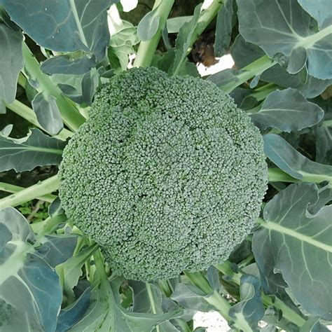 青花菜种子耐寒优秀炎秀优秀青花菜日本优秀西兰花种籽蔬菜种孑 虎窝淘