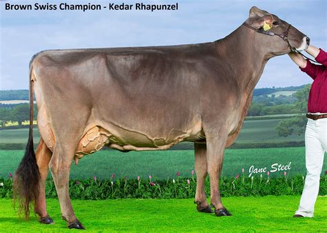 Eurogenes 𝐊𝐞𝐝𝐚𝐫 𝐁𝐫𝐨𝐰𝐧 𝐒𝐰𝐢𝐬𝐬 Was Unbeatable At The Uk Dairy Expo 2023