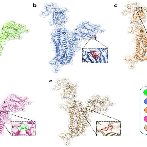 Illustration Of Wild Type And Mutant Spike Proteins In Various Colors Download Scientific