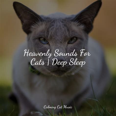 Ocean Sunrise Music For Relaxing Cats Calm Music For Cats Cat Music
