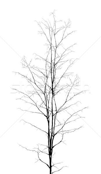 Leafless Tree Vector At Vectorified Com Collection Of Leafless Tree Vector Free For Personal Use