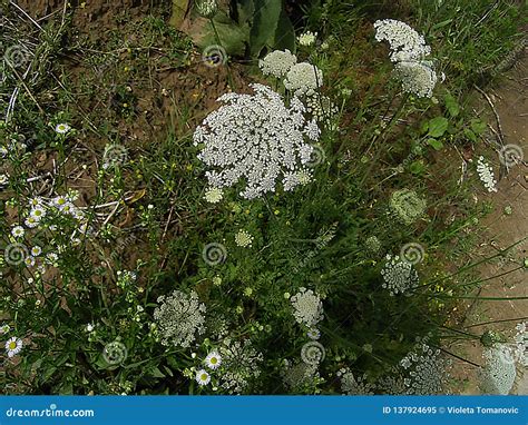 White Plants In Green Grass Stock Image Image Of Cherry Frozen