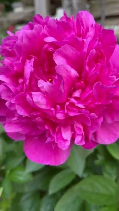 향내 나는 화이트와 머리 큰 핑크 Youtube