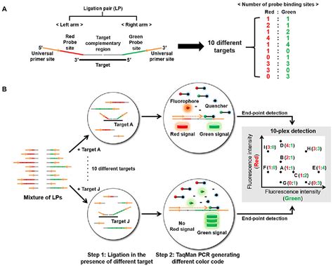 Figure 1 From Ligation Enabled Fluorescence Coding Pcr For High