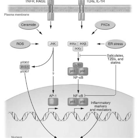 Structure Pentamérique De La Crp Download Scientific Diagram