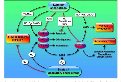 Figure 2 From Redox Signalling In Vascular Responses To Shear And Stretch Semantic Scholar