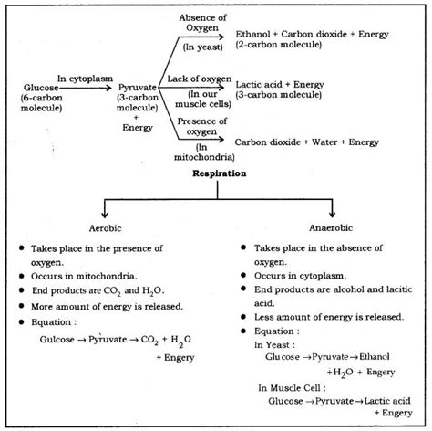 Life Processes Class Notes Science Chapter Learn CBSE Class ScienceNotes