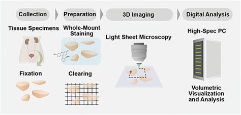 Preparing Specimens For Light Microscopy