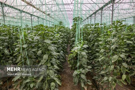 برداشت فلفل خارج از فصل در توکهور و هشتبندی آغاز شد خبرگزاری مهر اخبار ایران و جهان Mehr