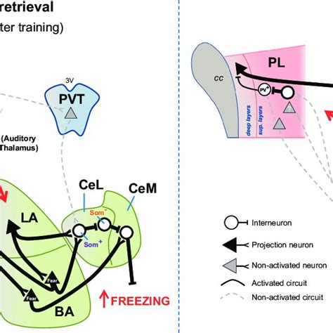 temporal reorganization of the circuits necessary for retrieval of
