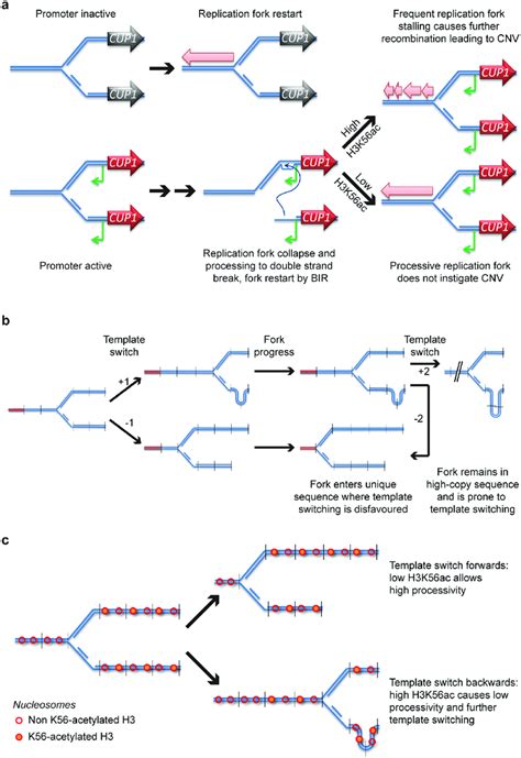 A Scheme For Stimulated Copy Number Variation Cnv A Proposed
