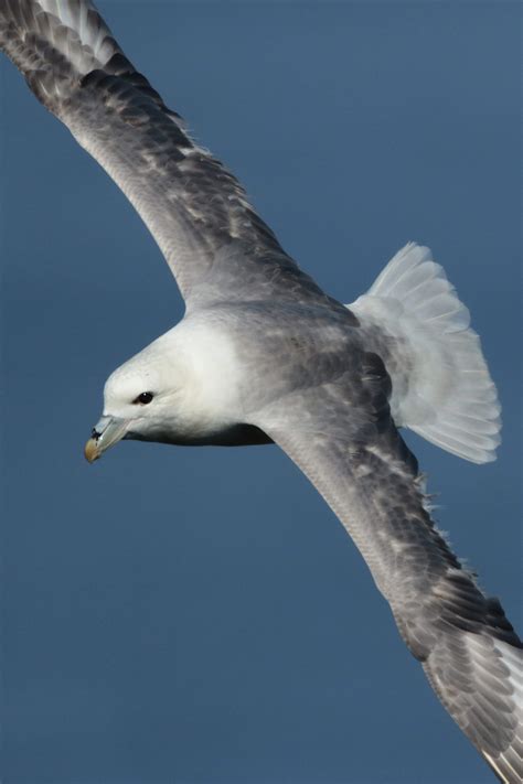 Fulmar | Species Profile | Embrace Nature UK
