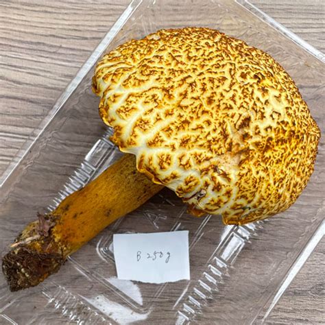 限定1個30日採取 アカヤマドリB品 250g