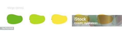 망고 성숙 도표 컬러 그라데이션 세트 과일 식물 익는 질경이 녹색에서 노란색과 주황색까지 애니메이션 기간 진행 플랫 벡터입니다 개발에 대한 스톡 벡터 아트 및 기타 이미지