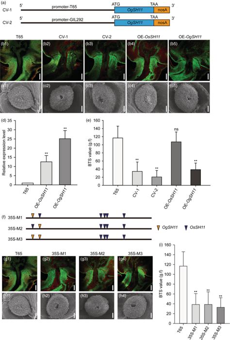 The Myb Transcription Factor Seed Shattering 11 Controls Seed Shattering By Repressing Lignin