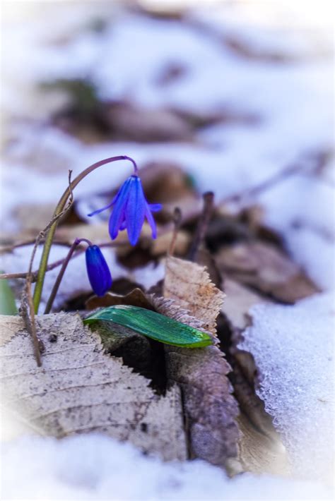 ბაბანეუ ბაწარა ბაბანეურის დაცული ტერიტორიები Batsara Babaneuri Protected Areas Facebook