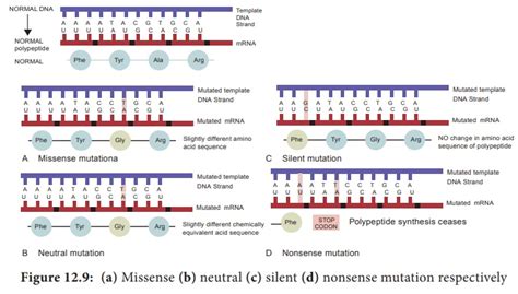 Neutral Mutation Mutations Types Mutagens And Applications