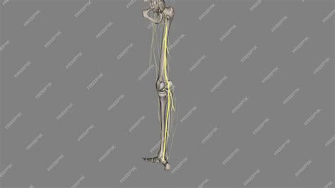 Premium Photo The Tibial Nerve Is A Major Peripheral Nerve Of The Lower Limb