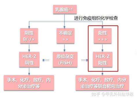 三分钟看懂乳腺癌的检查报告 图文 知乎