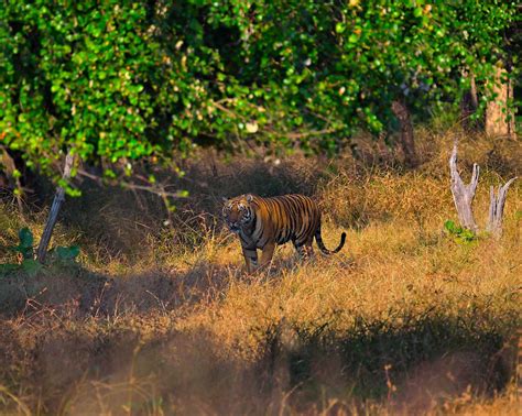 Satpura National Park Quick Guide Safari Wildlife And Logistics