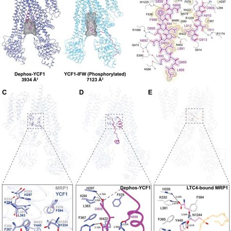 Comparison Of Transport Substrate Binding Pocket In Dephosphorylated Download Scientific
