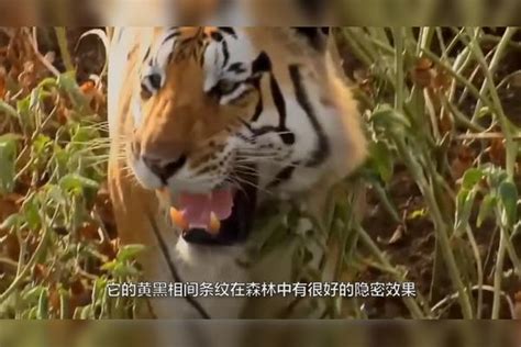 非洲野生动物那么多，为什么唯独没有老虎？被鬣狗狮子群消灭了？鬣狗老虎狮子