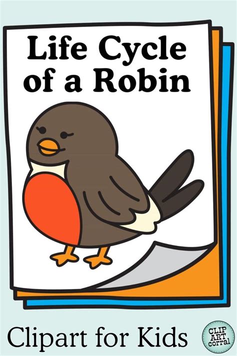 Robin Life Cycle Clip Art [video] [video] Life Cycles Early